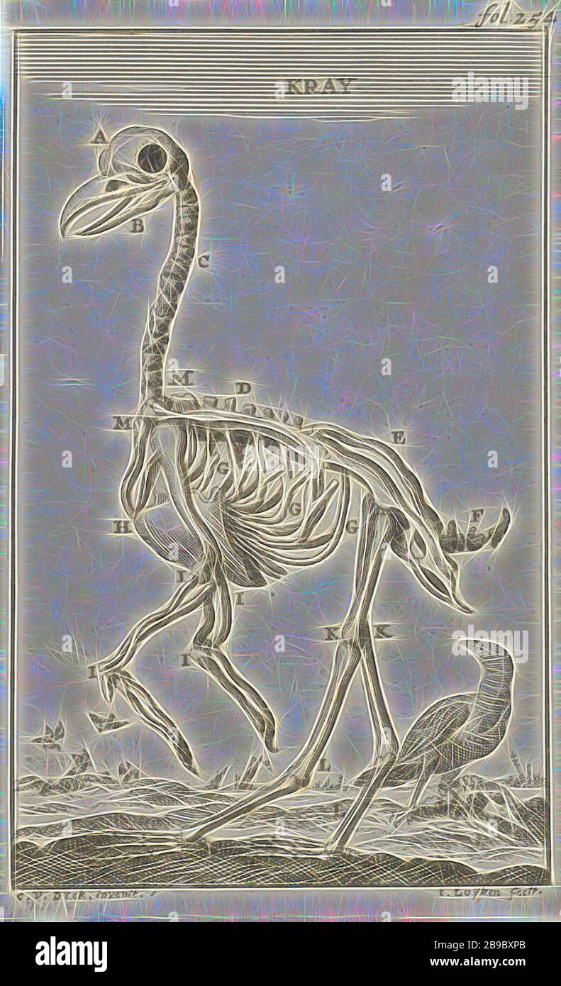 Skeleton of a crow Kray (title on object), Print top right marked: fol ...