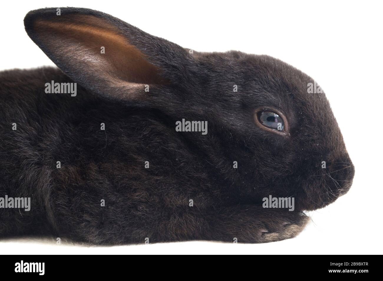 Cute little rex black rabbit isolated on white background Stock Photo ...