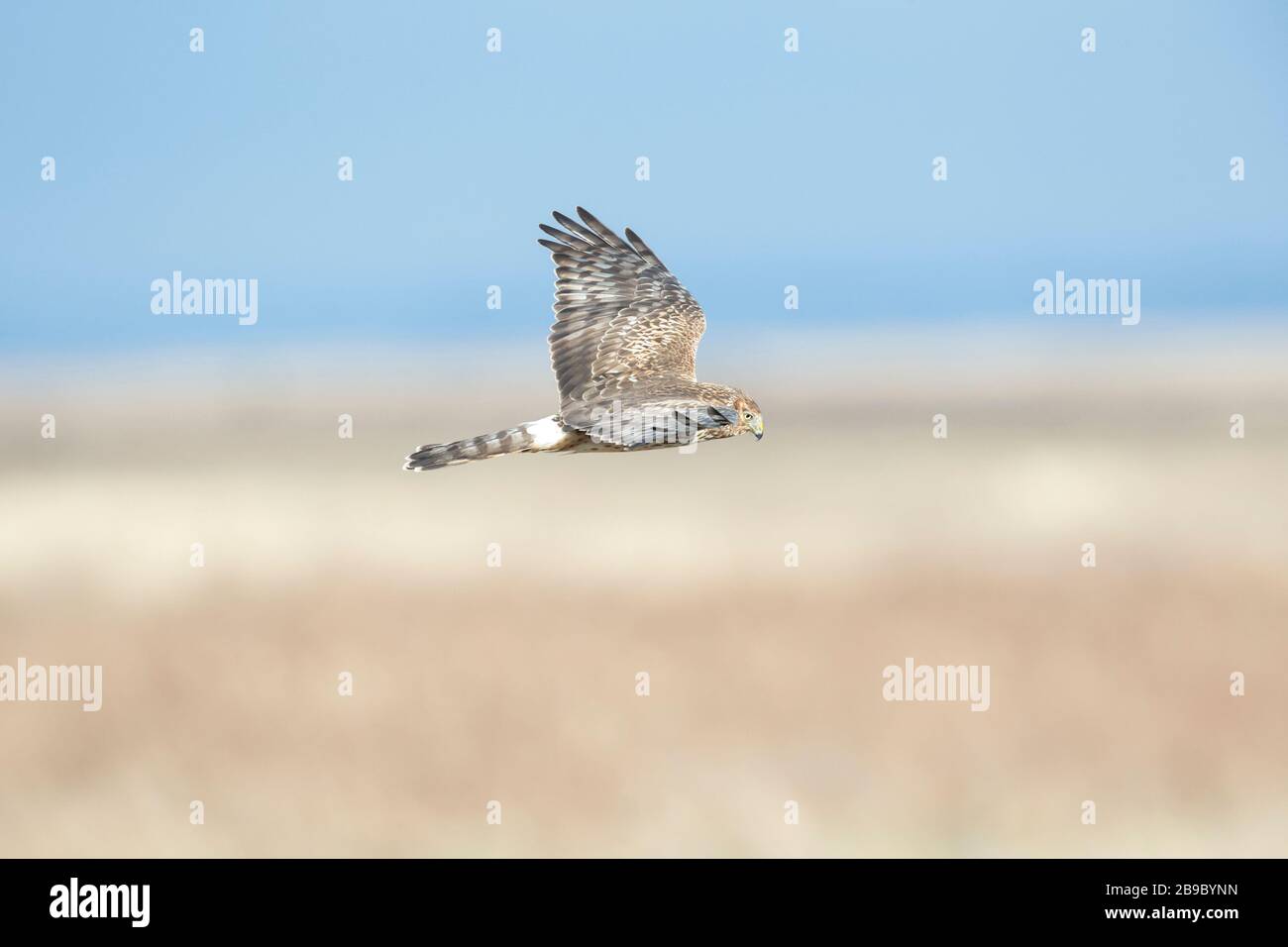 Female northern harrier hi-res stock photography and images - Alamy