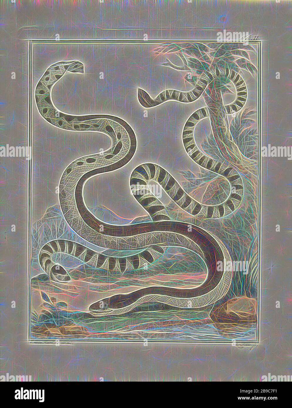 Flat-tailed snakes, Two flat-tailed snakes, seen from the side. Print ...