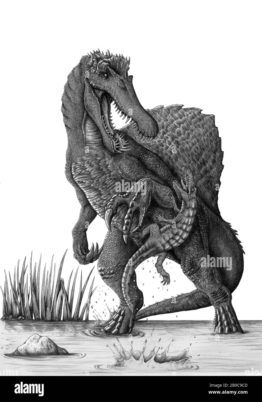 Spinosaurus dinosaur surprised by an Anatosuchus Stock Photo - Alamy
