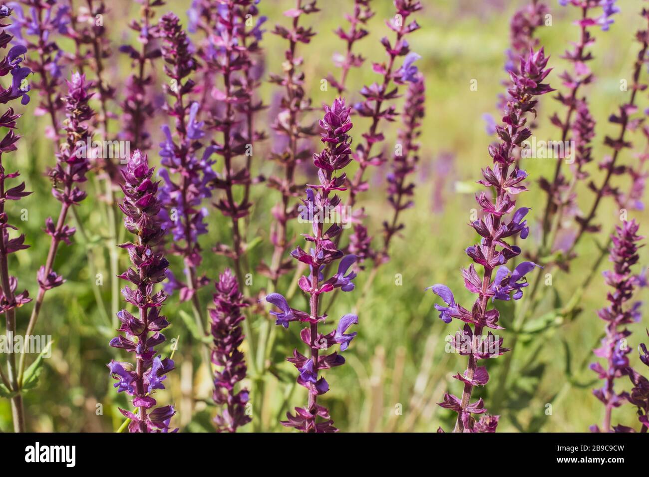 Purple sage in summer Stock Photo - Alamy