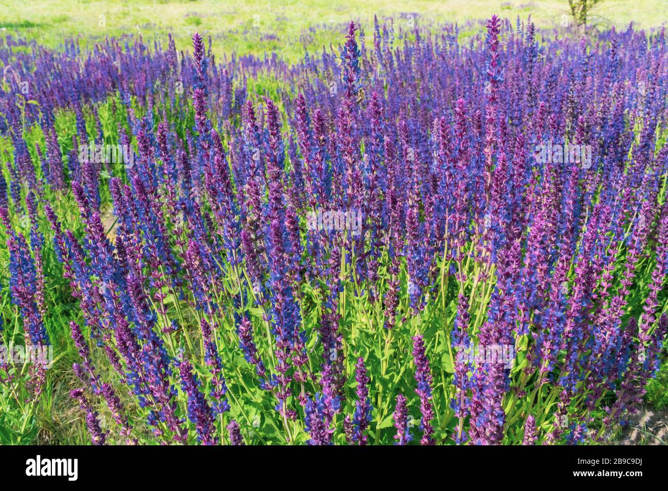 Purple sage growing in summer Stock Photo - Alamy