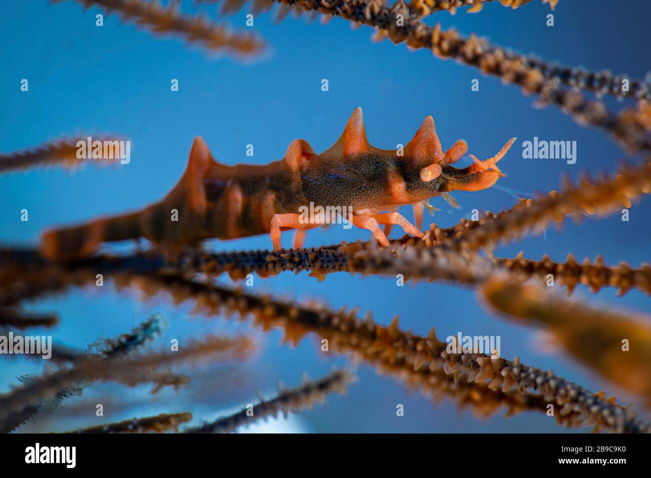 A dragon shrimp lives on a whip coral, Anilao, Philippines Stock Photo ...