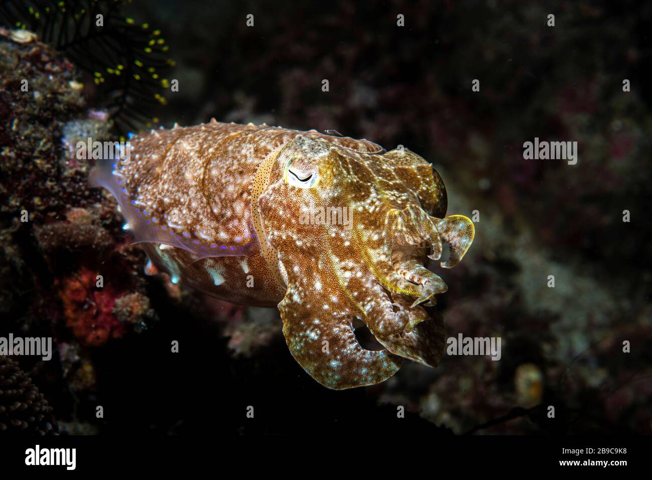 A small cuttlefish hunts near the reef, Anilao, Philippines Stock Photo ...
