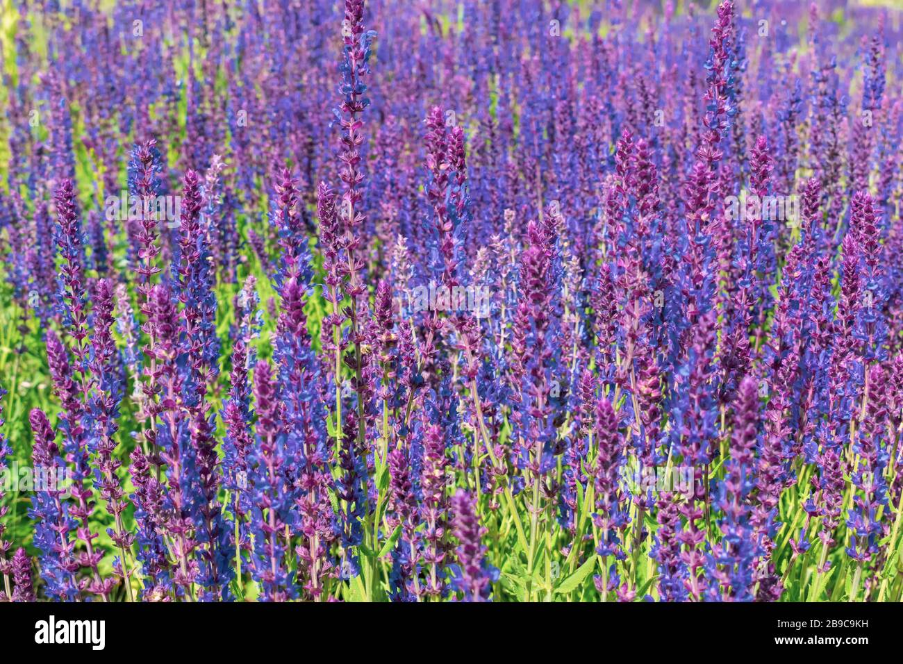 Purple sage in summer background Stock Photo - Alamy