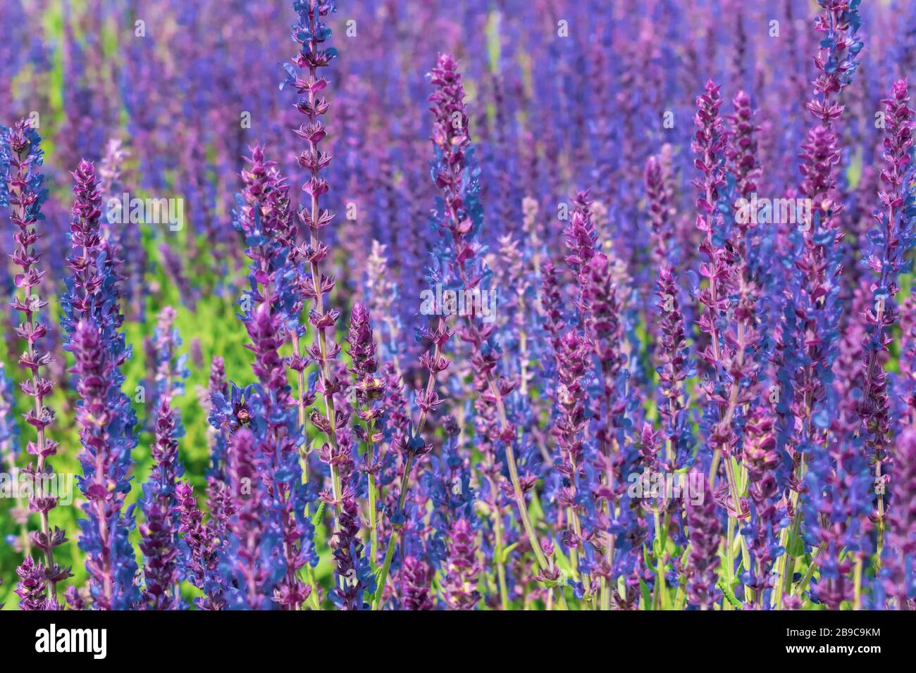 Purple sage in summer closeup background Stock Photo - Alamy