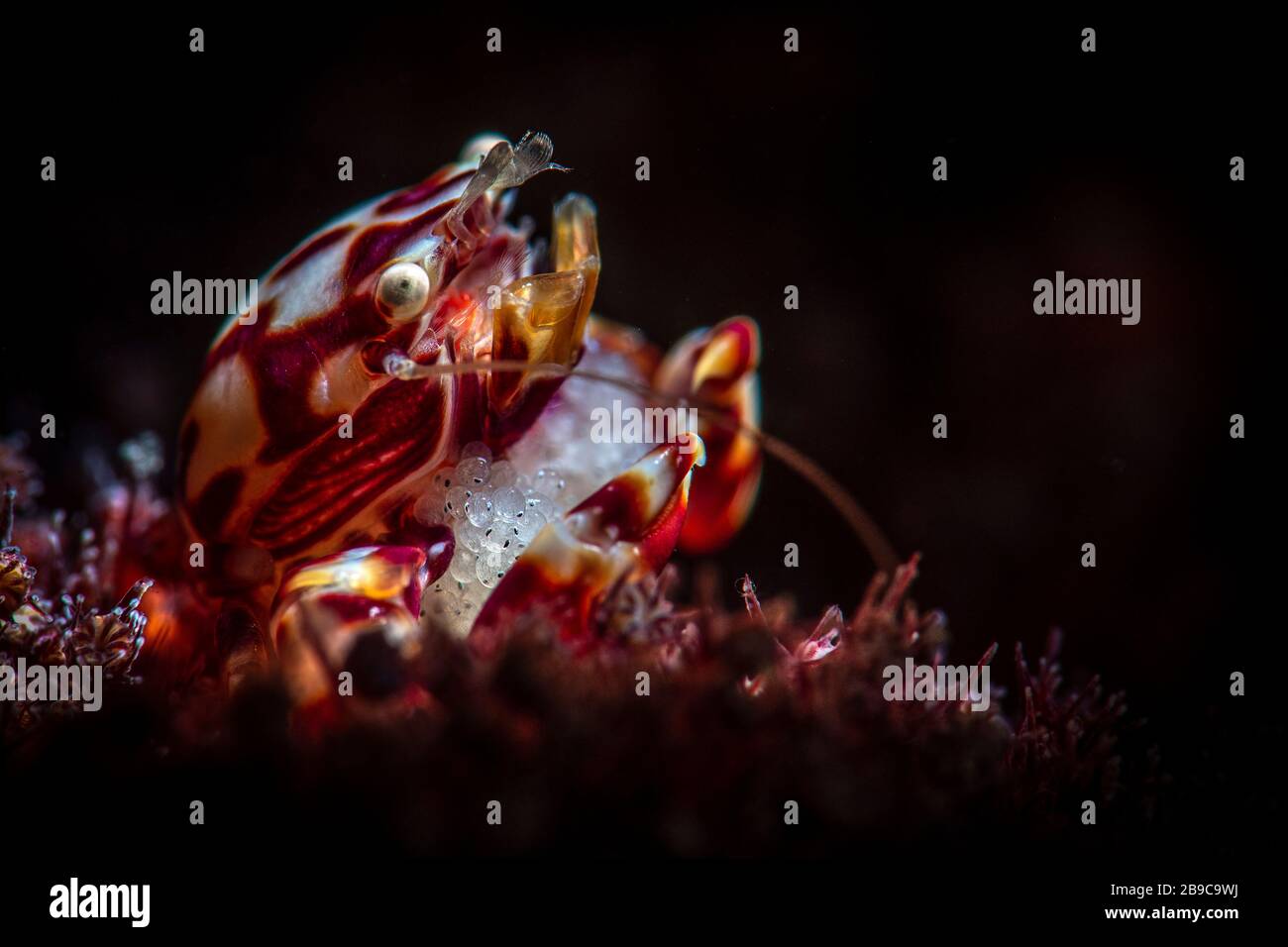A tiny porcelain crab broods eggs under its carapace Stock Photo - Alamy