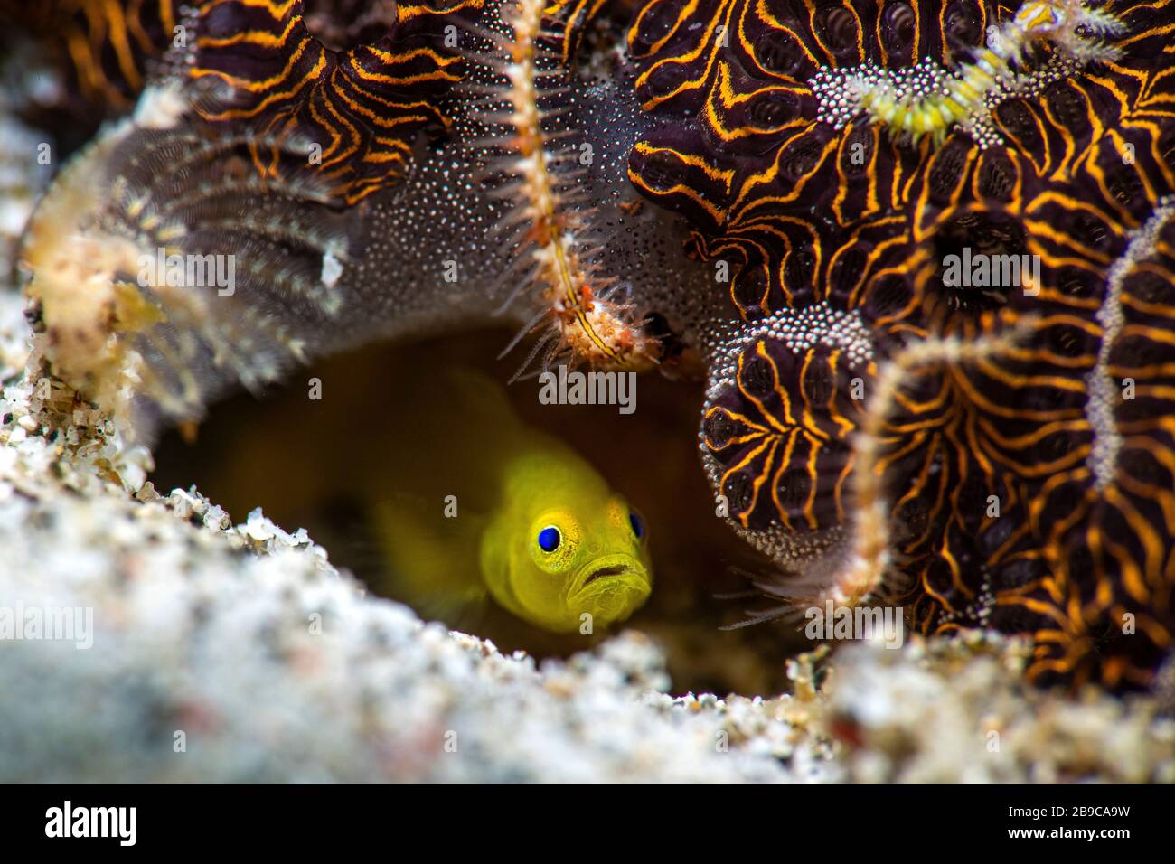 A lemon goby makes its home under an encroaching coral covered with ...
