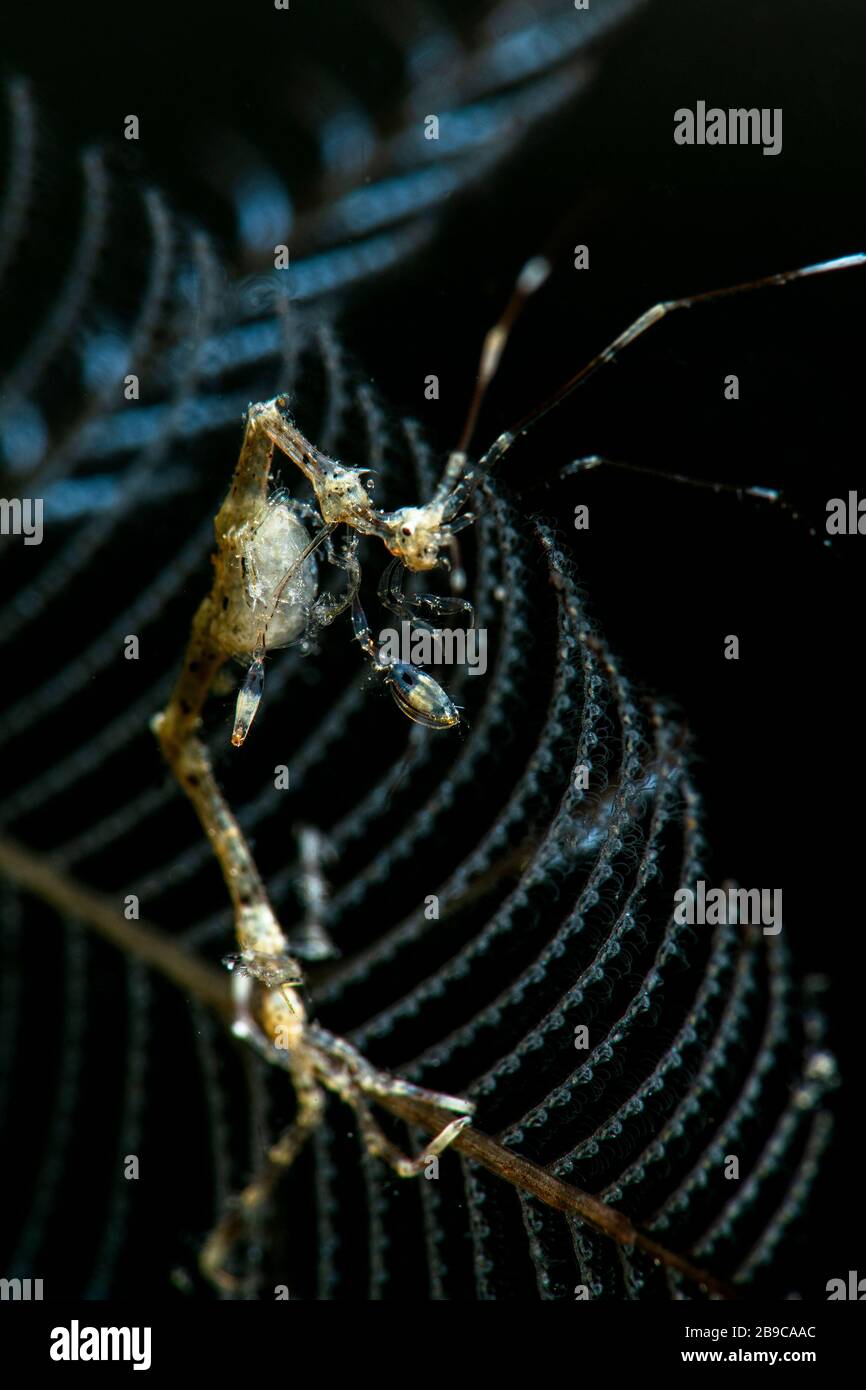 Caprella hi-res stock photography and images - Alamy