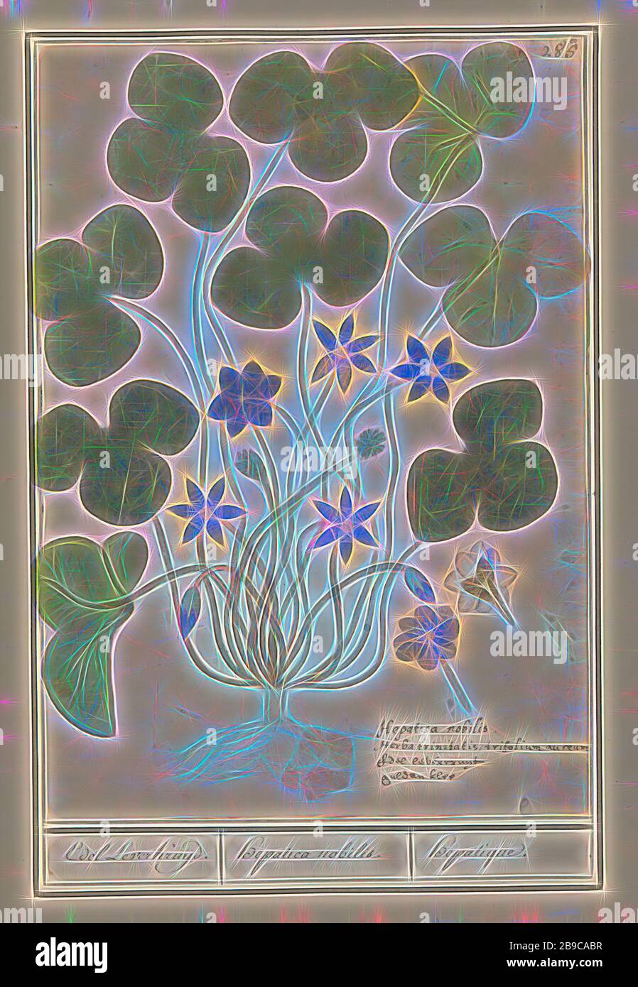 Liver flower (Anemone hepatica, old name: Hepatica nobilis) Edel ...