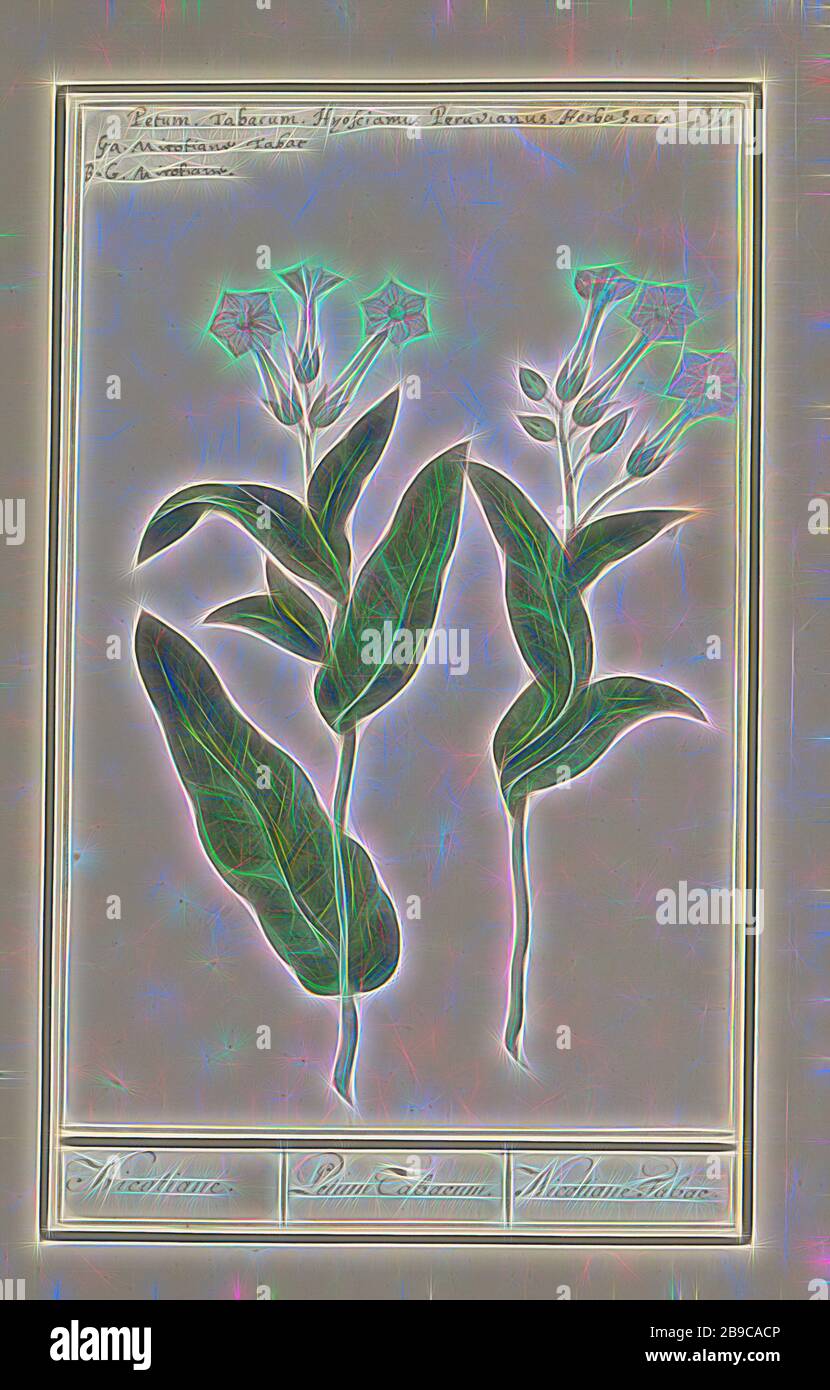 Tobacco plant (Nicotiana tabacum), Nicotiane. / Petum Tabacum ...