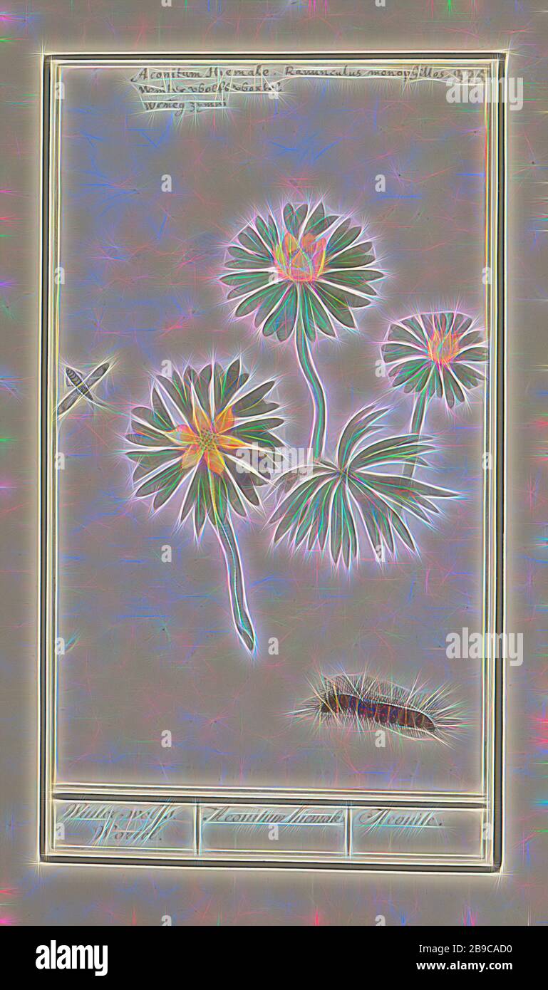 Emperor paper wasp hi-res stock photography and images - Alamy