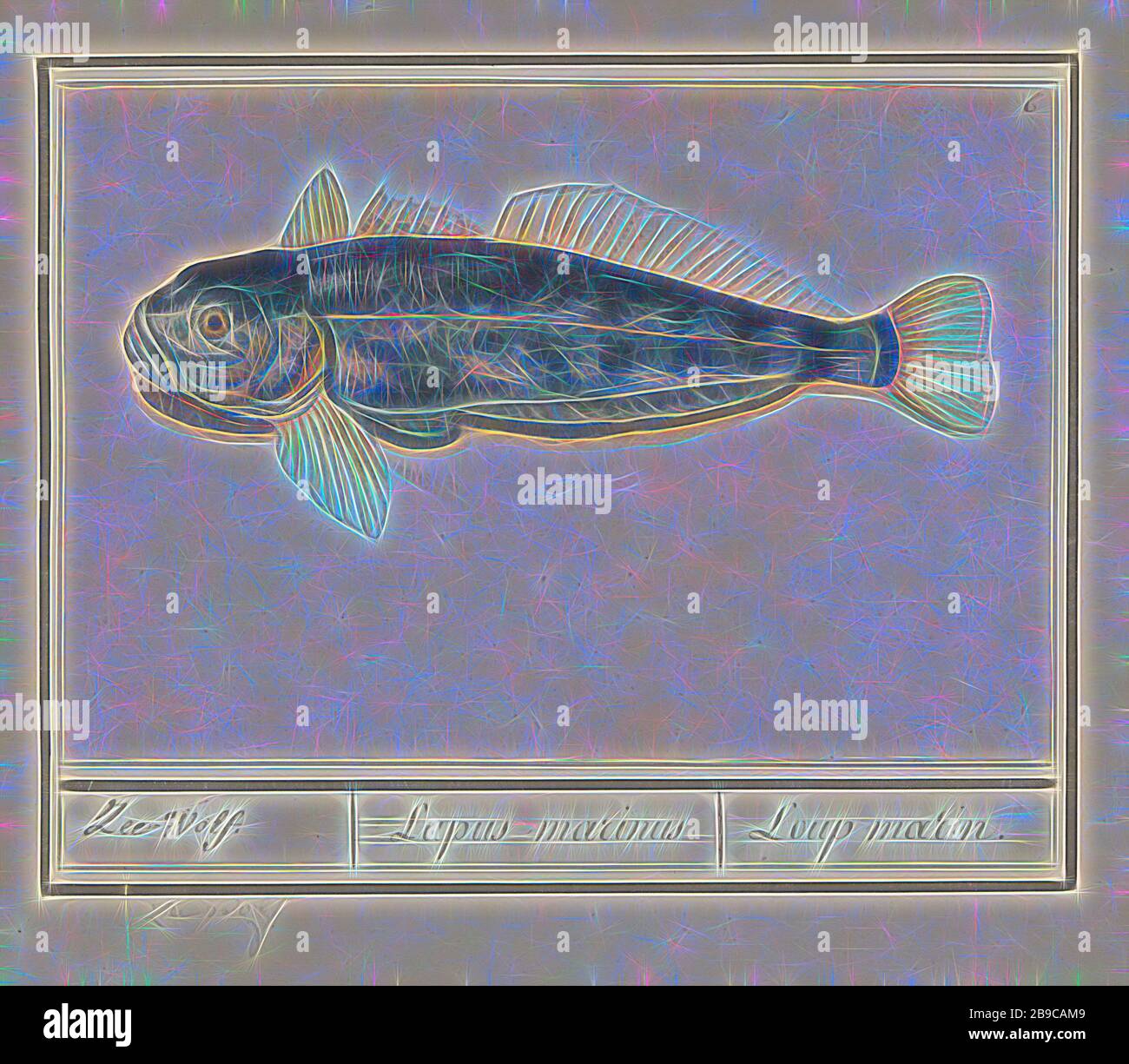 Sea wolf (Anarhichas lupus), Sea Wolf. / Lupus marinus / Loup marin ...