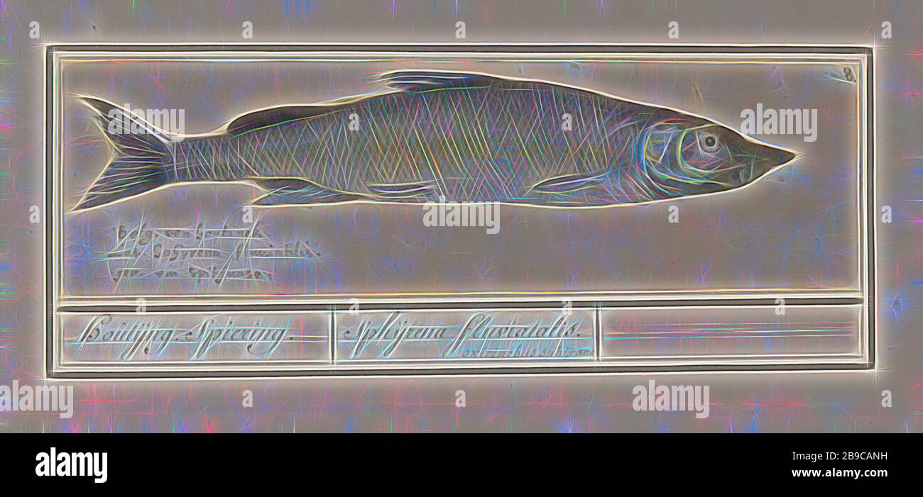 Houting (Coregonus oxyrinchus), Houtijng. Smelt. / Sphijrena ...