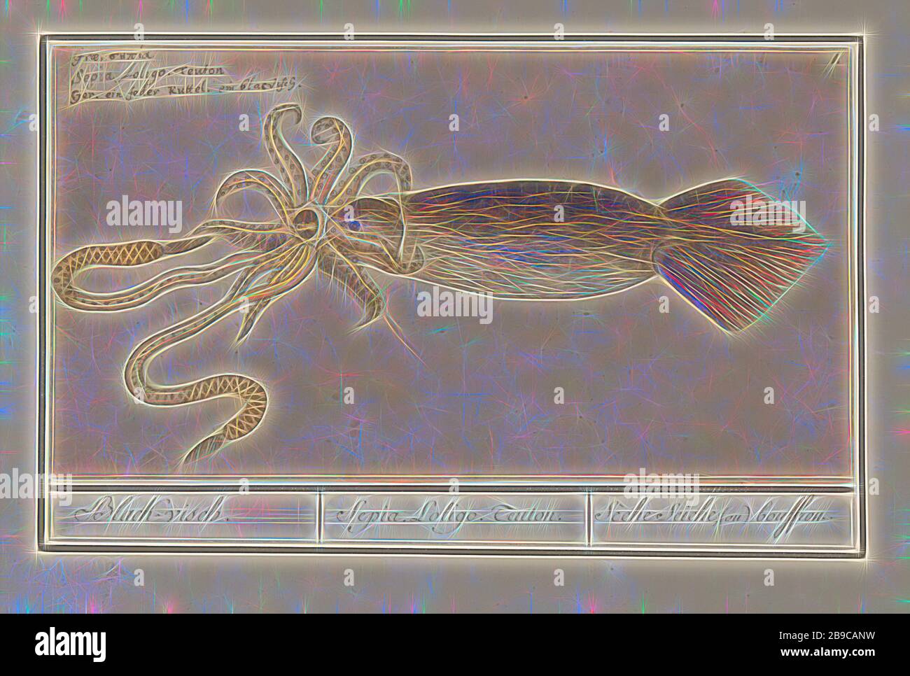 Pencil squid hi-res stock photography and images - Alamy