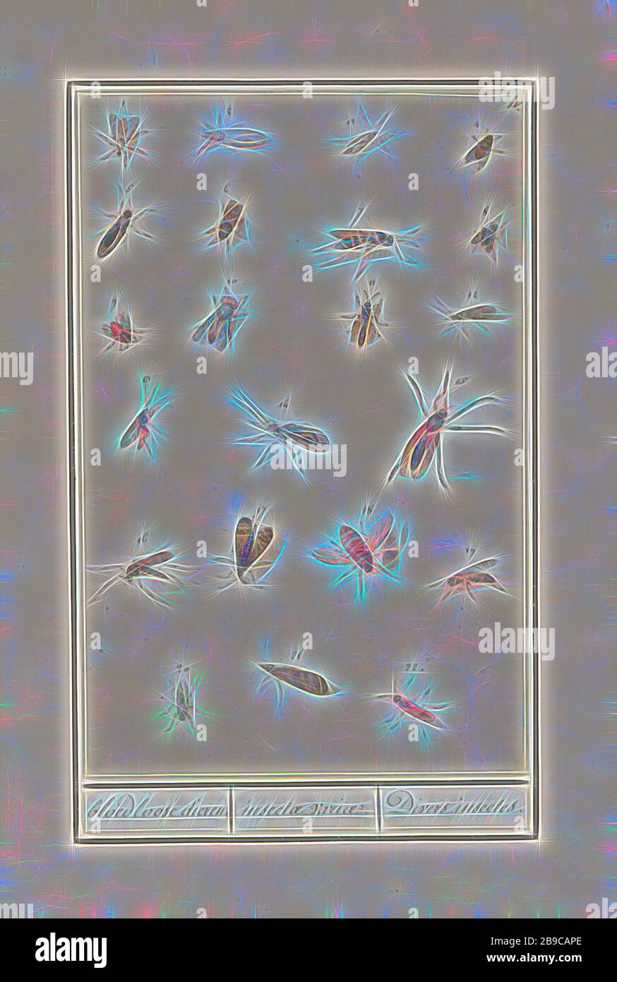 Two winged insects hi-res stock photography and images - Alamy