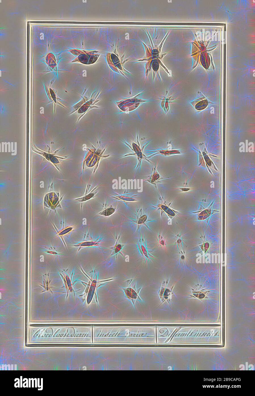 Nine insects hi-res stock photography and images - Alamy