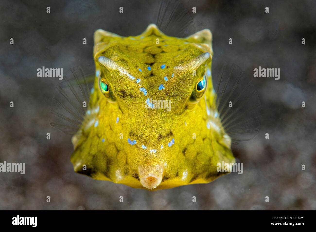 Boxfish swimming hi-res stock photography and images - Alamy