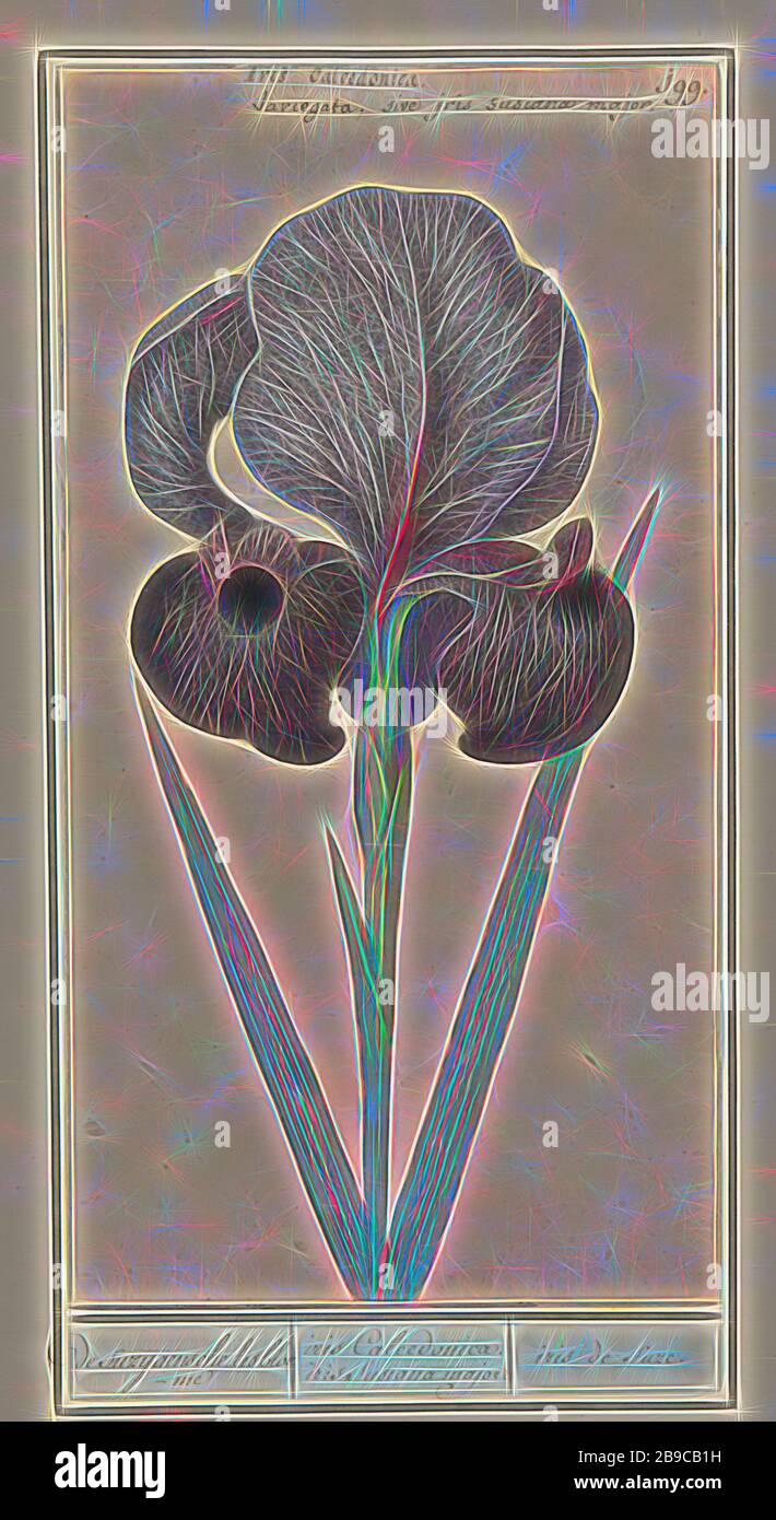 Iris susiana major hi-res stock photography and images - Alamy