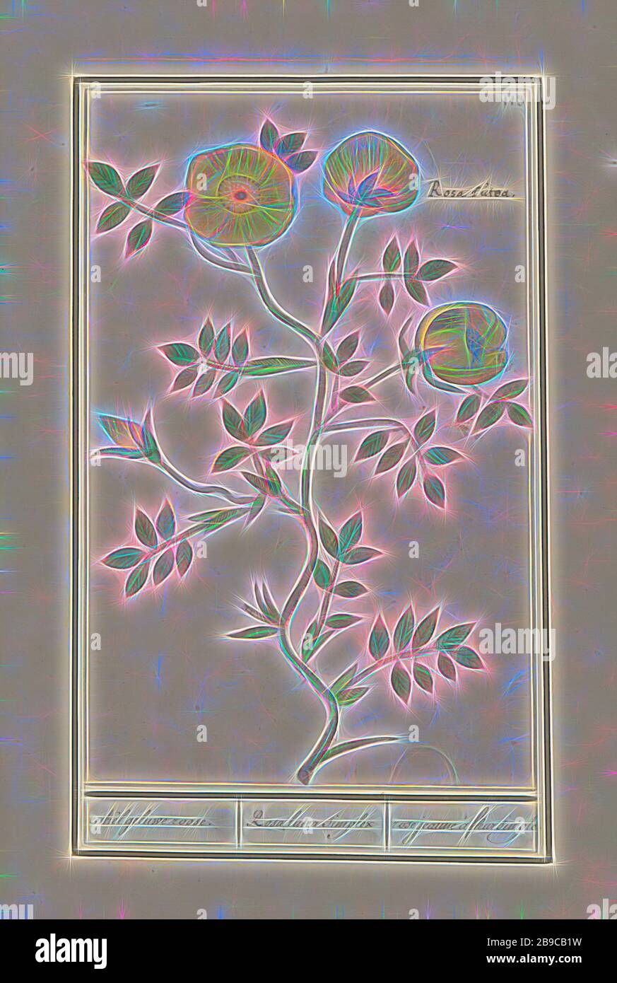 Rose jeaune à fleur simple hi-res stock photography and images - Alamy