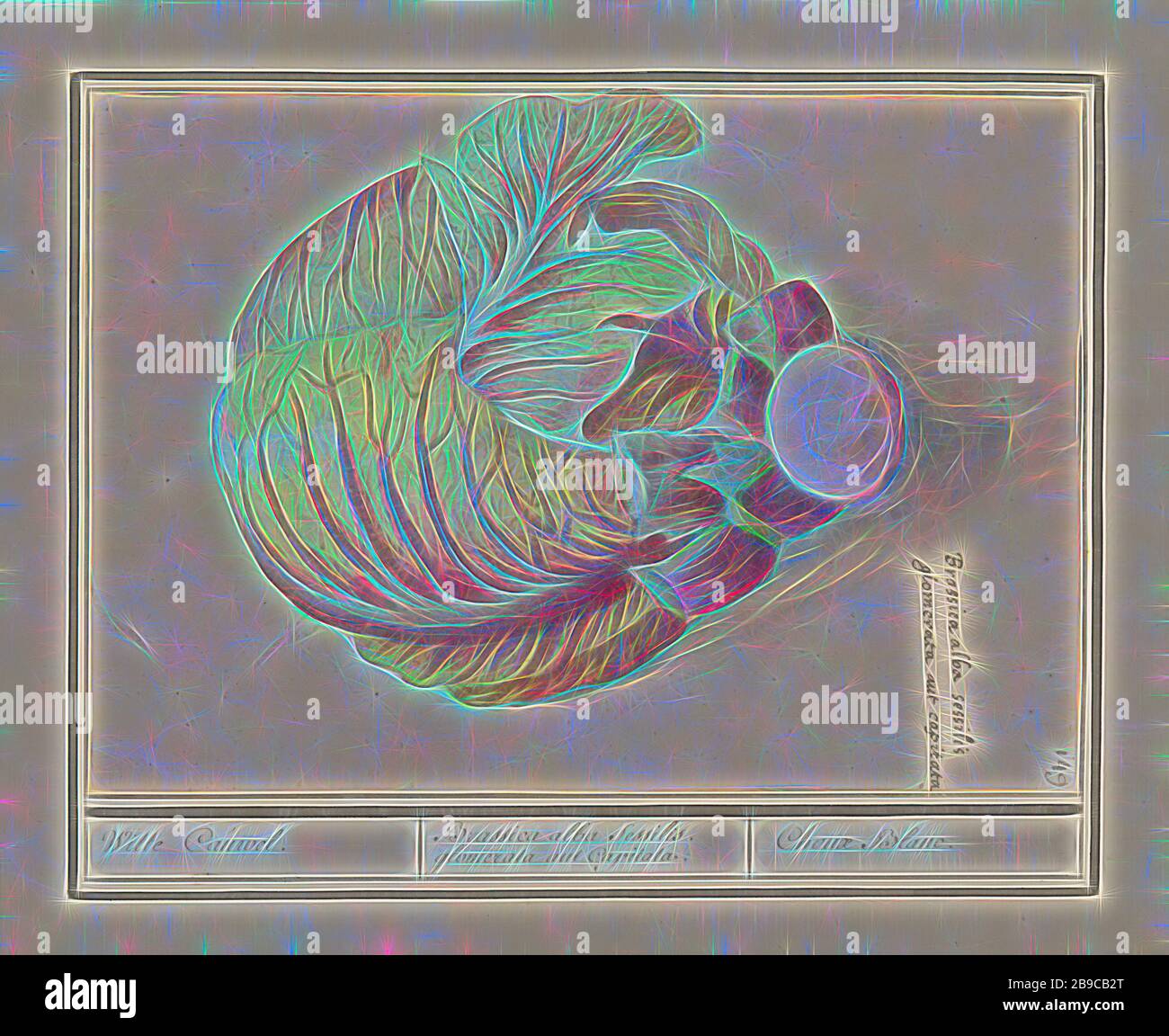 Glomerata aut capitata hi-res stock photography and images - Alamy