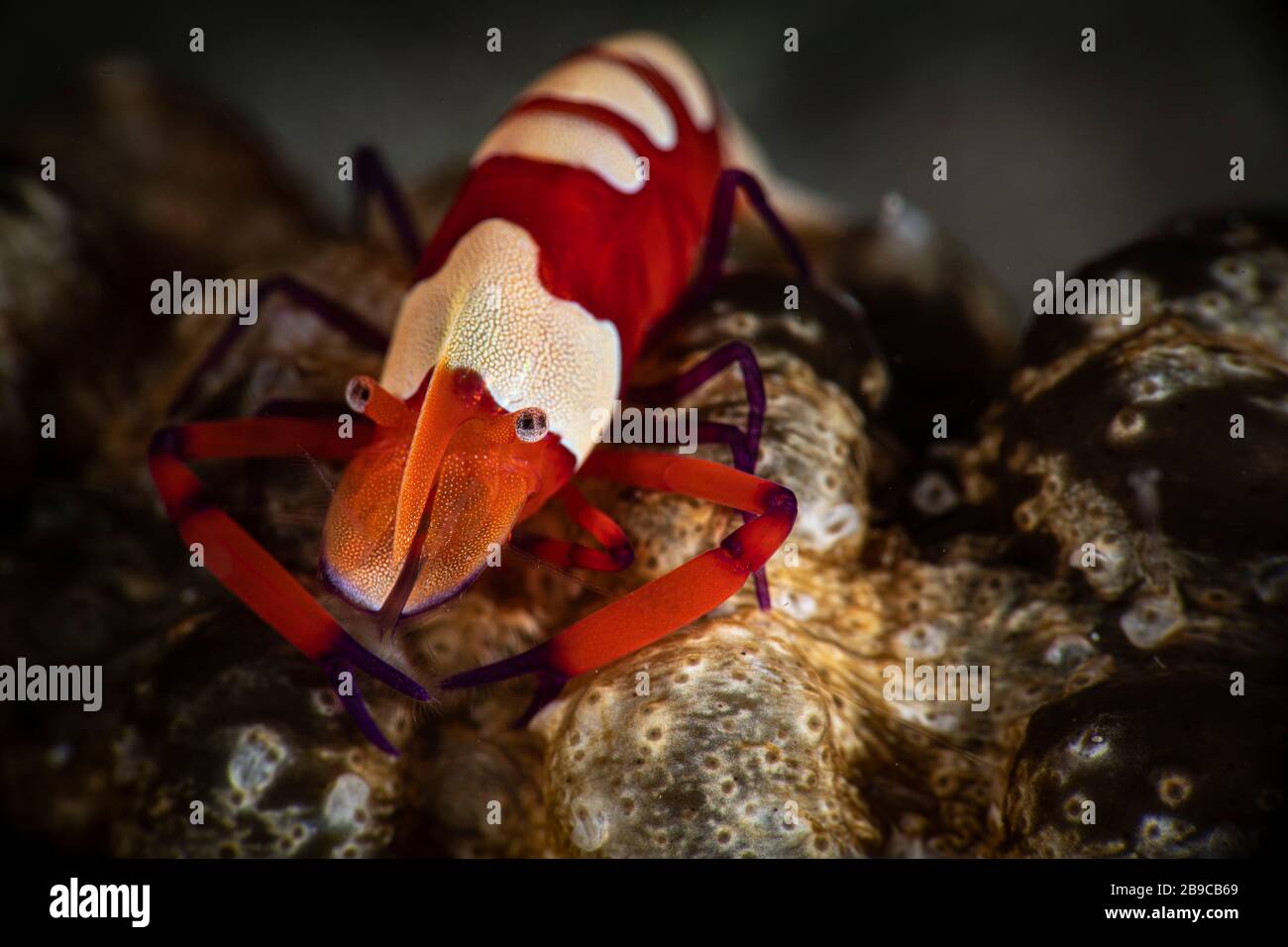 What Are The Predators Of N Emperor Shrimp