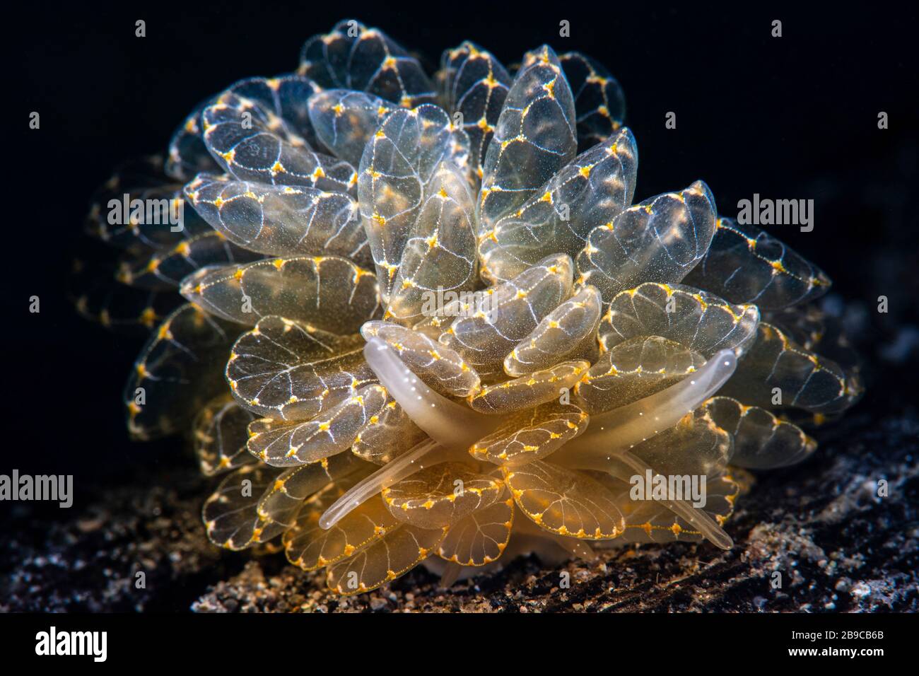 Majestic nudibranch hi-res stock photography and images - Alamy