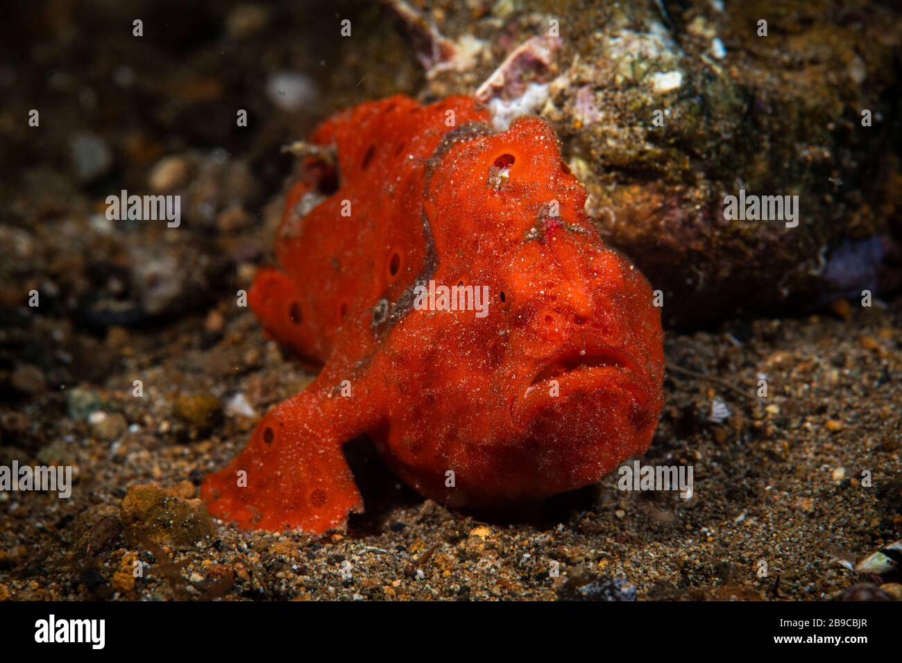 Frog fish hi-res stock photography and images - Alamy