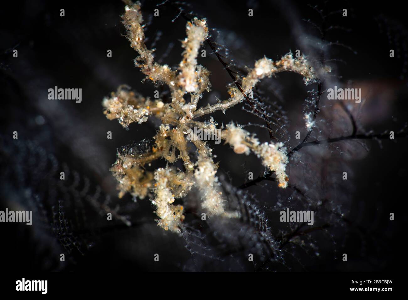 A sea spider covered in algae lives on hydroids in Anilao, Philippines ...