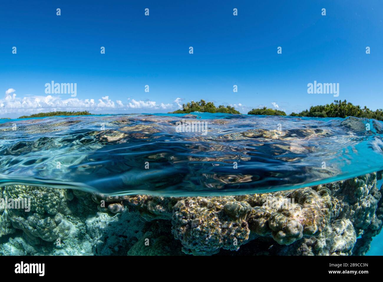 A coral head sits just beneath the surface in front of an island in ...