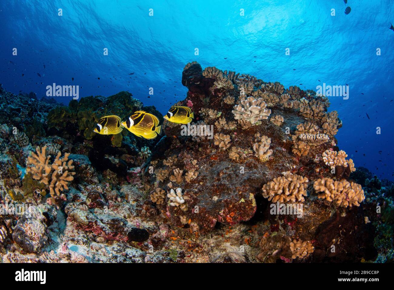 Tropical reef fish polynesia hi-res stock photography and images - Alamy