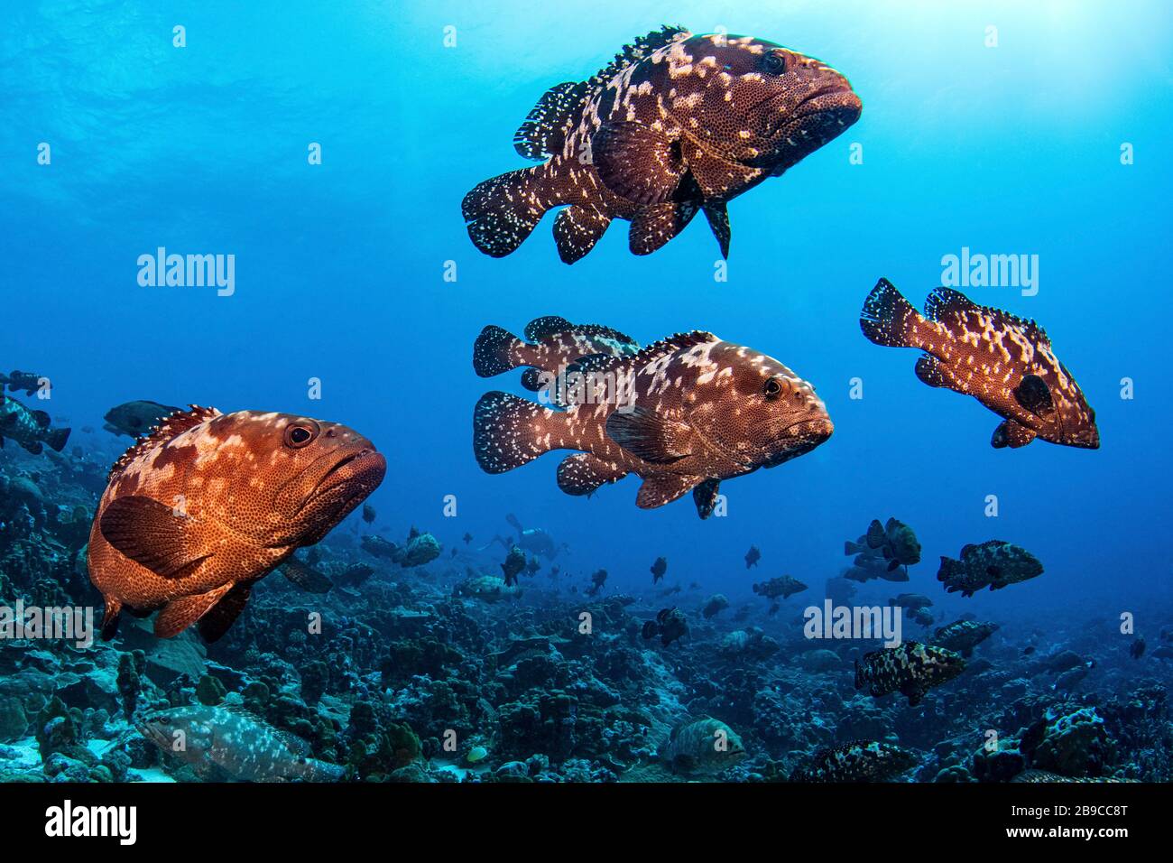 Marbeled grouper begin to gather together to spawn, French Polynesia ...