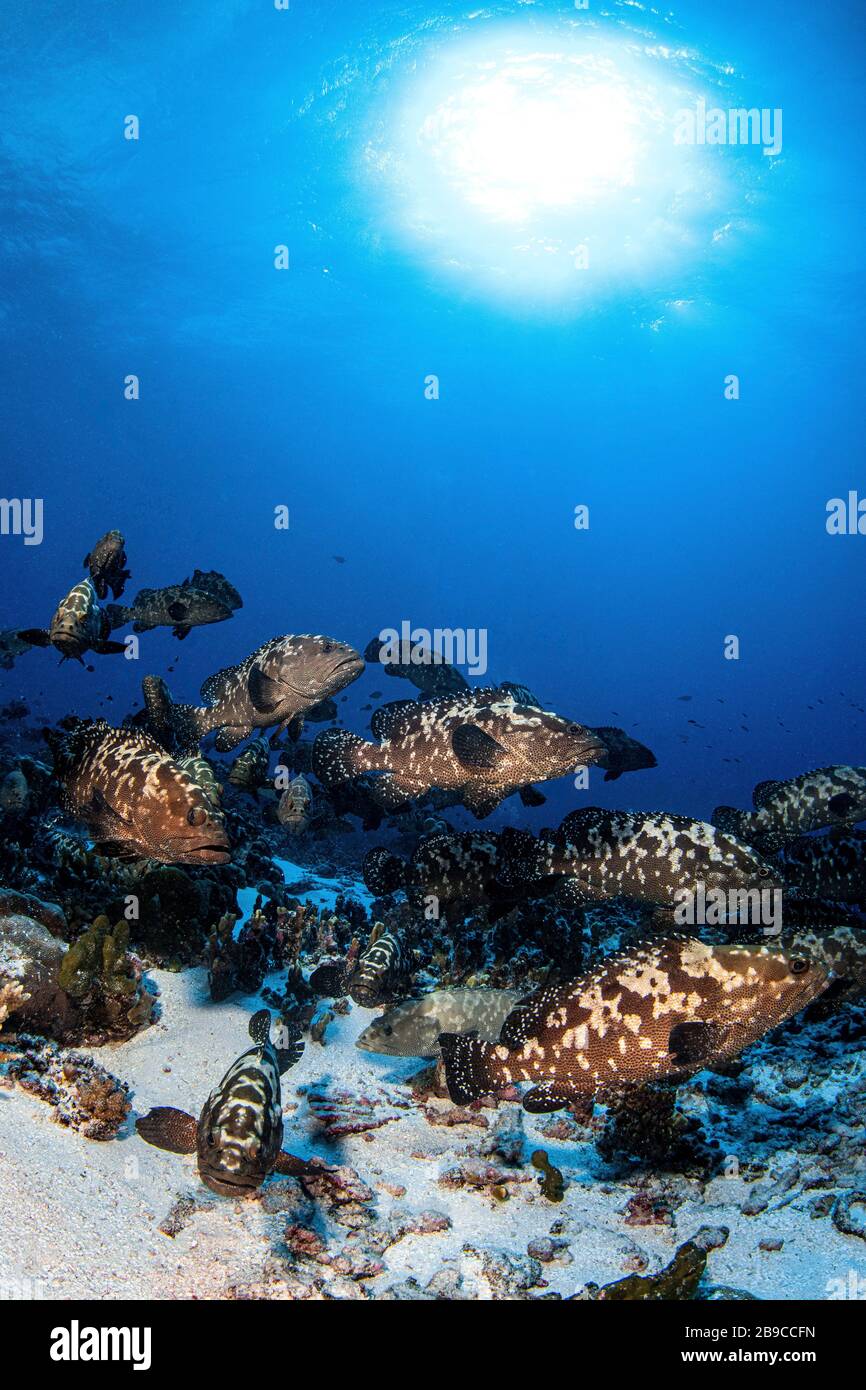 Grouper spawning hi-res stock photography and images - Alamy