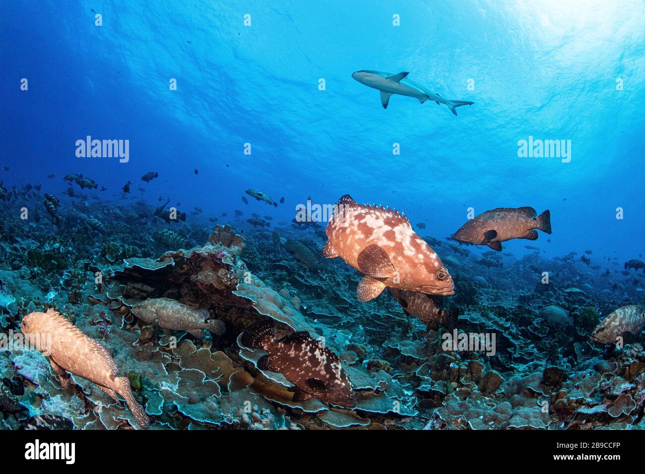 A shark patrols the waters above a gathering of grouper before they ...