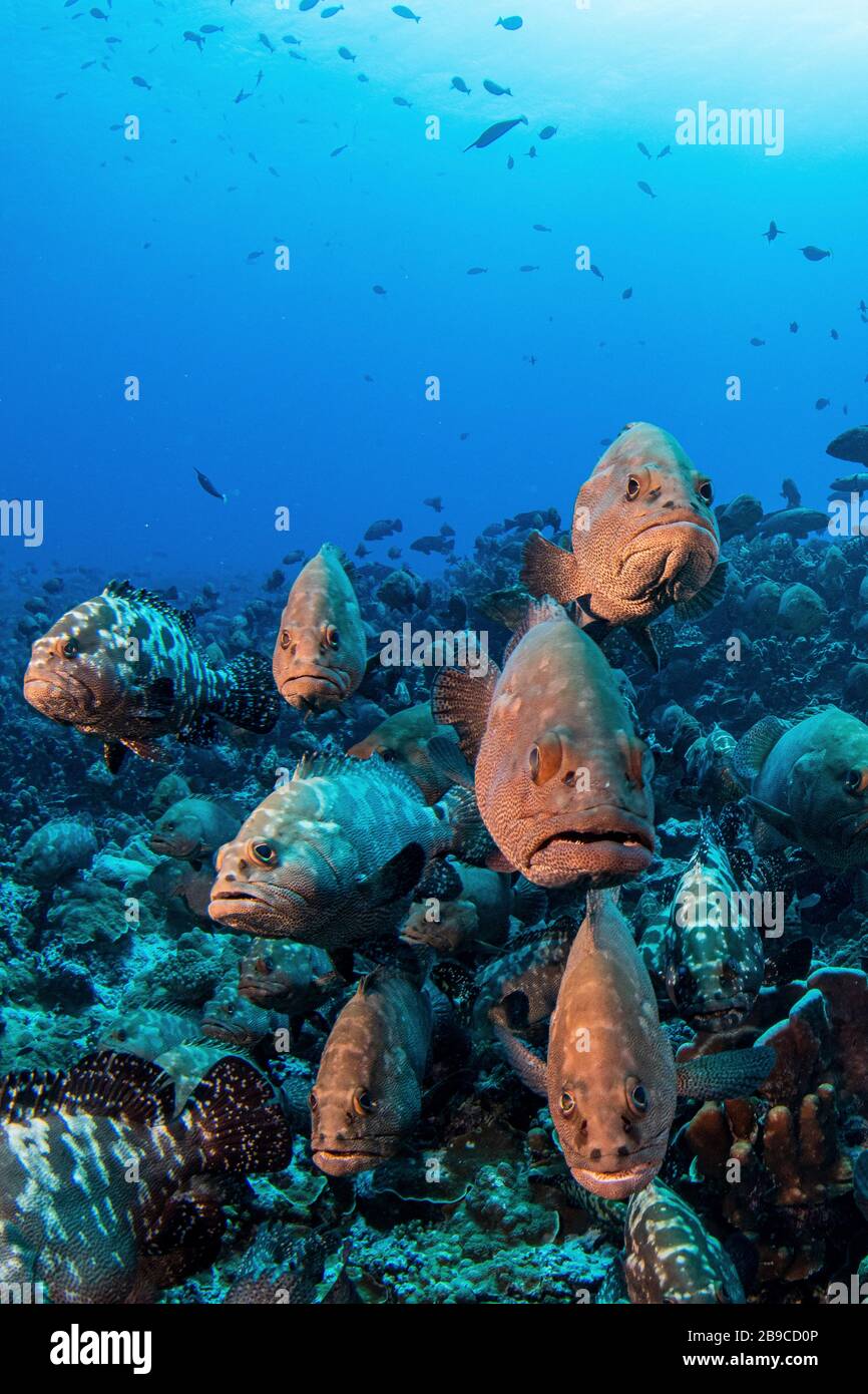 Front view grouper fish undersea hi-res stock photography and images ...