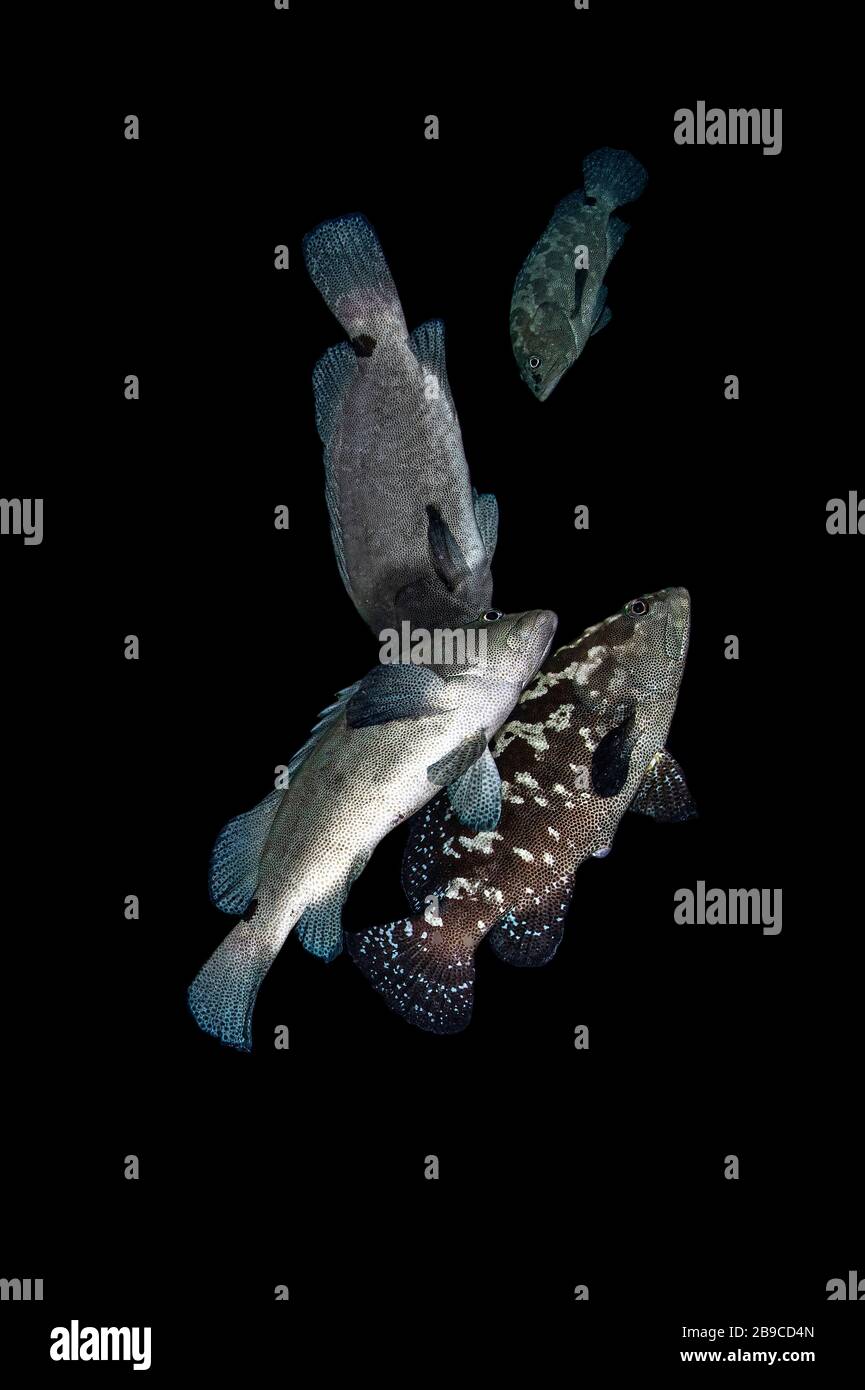 Several male grouper surround one female spawning simultaneously Stock ...