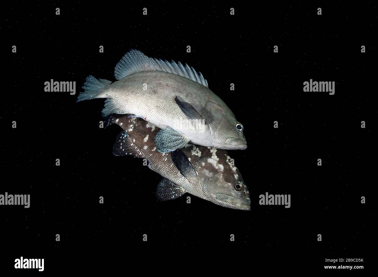 Mating fish hi-res stock photography and images - Alamy