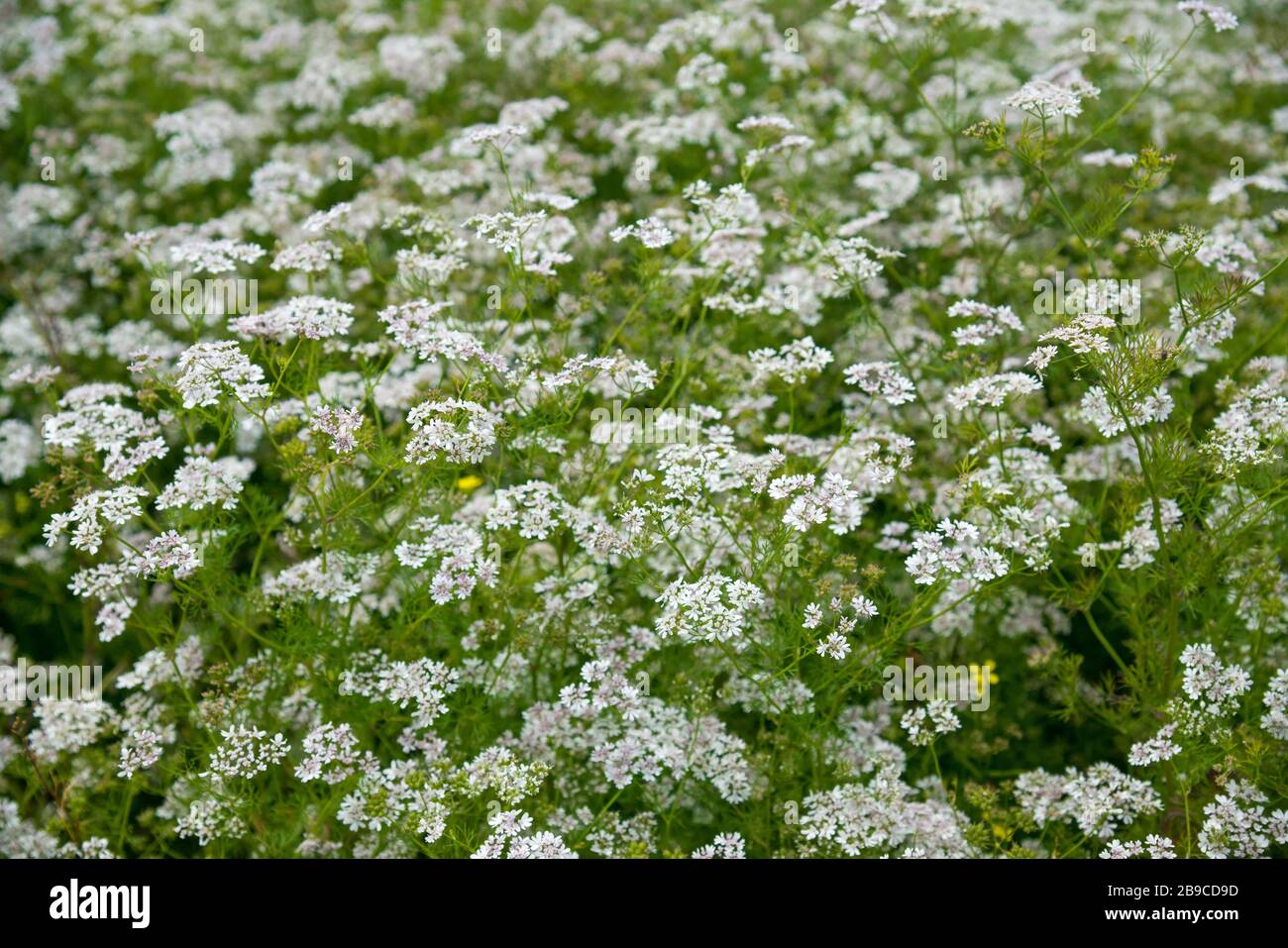 Beautiful cilantro coriander flowers blooming in the summer - selective ...