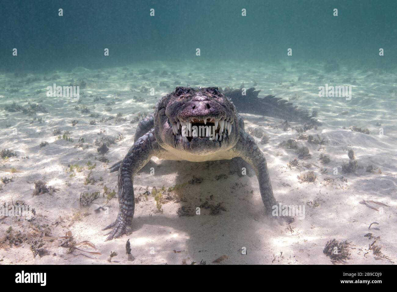 An angry crocodile, Caribbean Sea, Mexico Stock Photo - Alamy