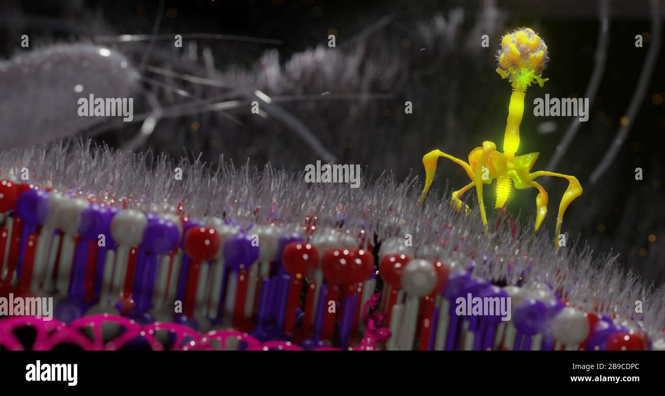 Bacteriophage hi-res stock photography and images - Alamy