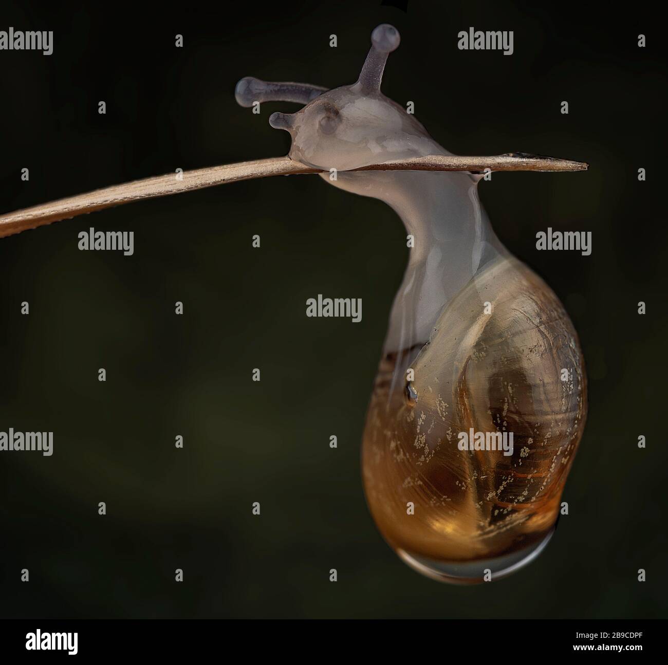 Baby snail hi-res stock photography and images - Alamy