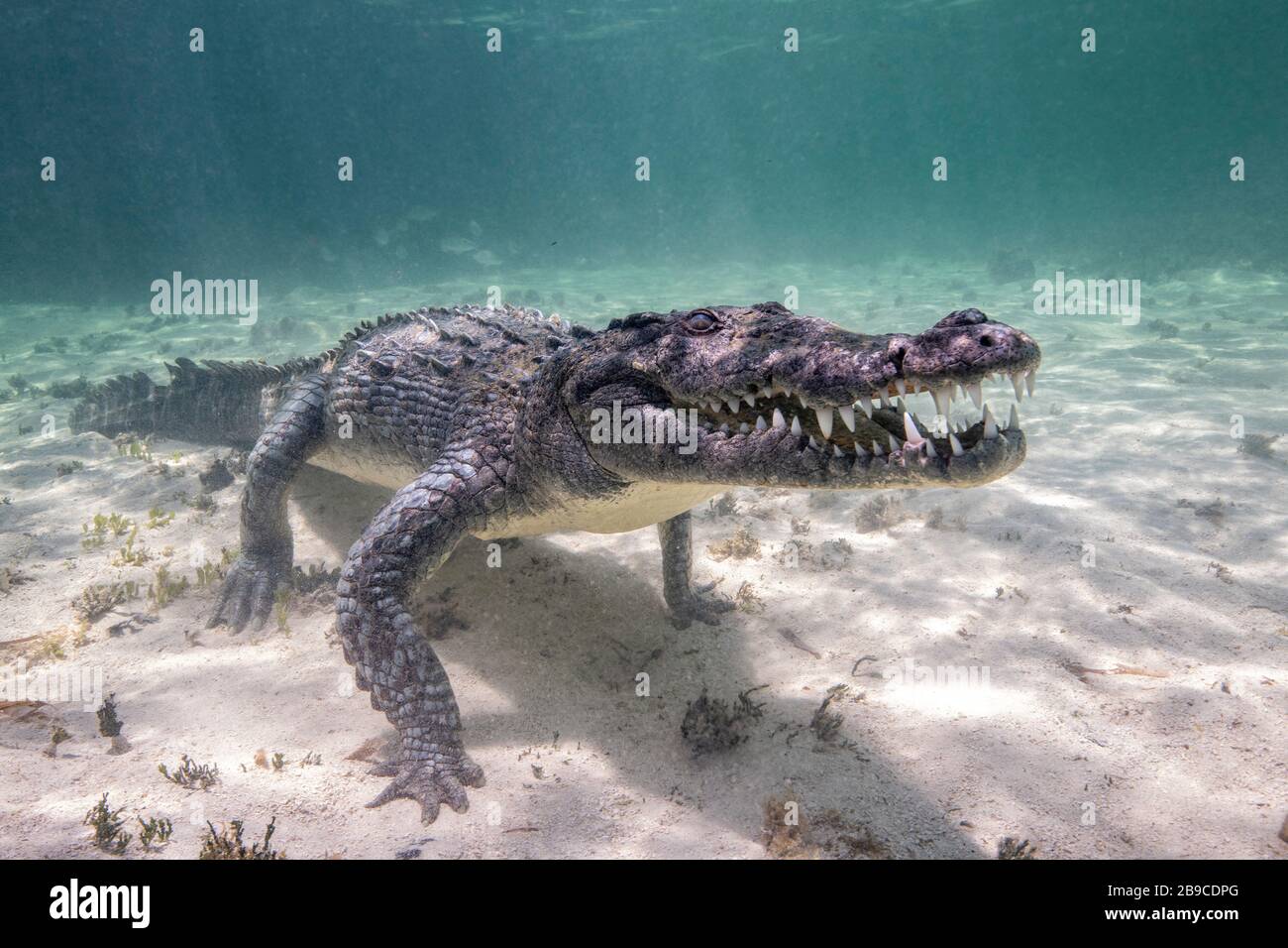 A crocodile stalking its prey, Caribbean Sea, Mexico Stock Photo - Alamy