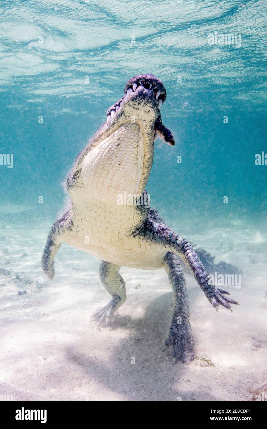 Underwater caribbean fish hi-res stock photography and images - Alamy