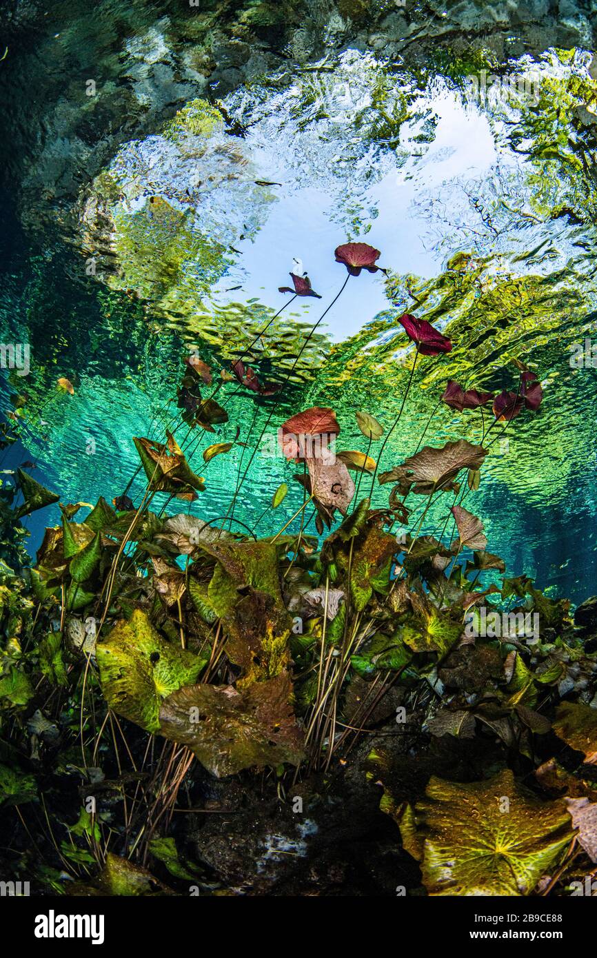 Lilies grow in the mouth of a cenote in Mexico known as Nicte Ha Stock ...