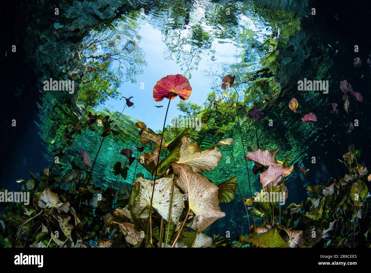 Cenote hi-res stock photography and images - Alamy