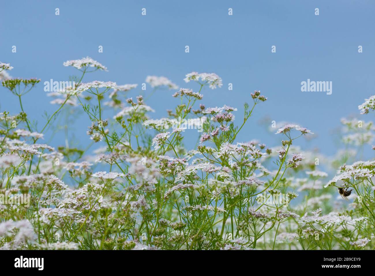 silantro coriander flowers blooming in the summer against a blue sky ...