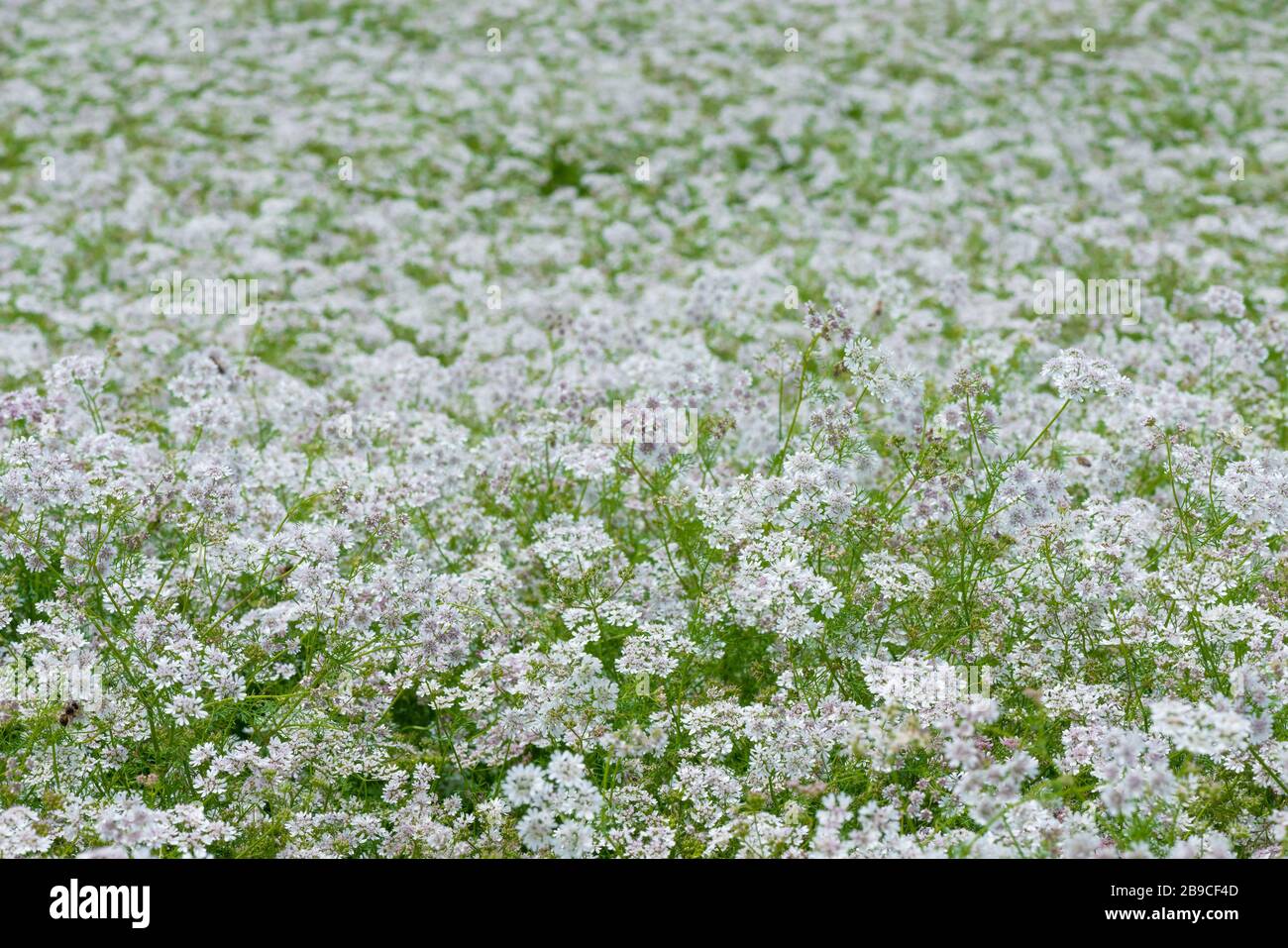 Beautiful cilantro coriander flowers blooming in the summer - selective ...