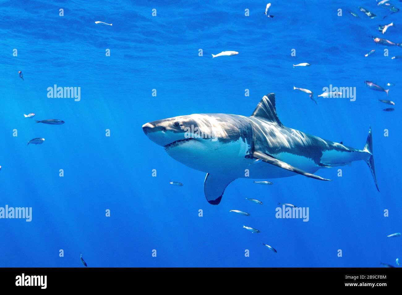 Great white shark side view hi-res stock photography and images - Alamy