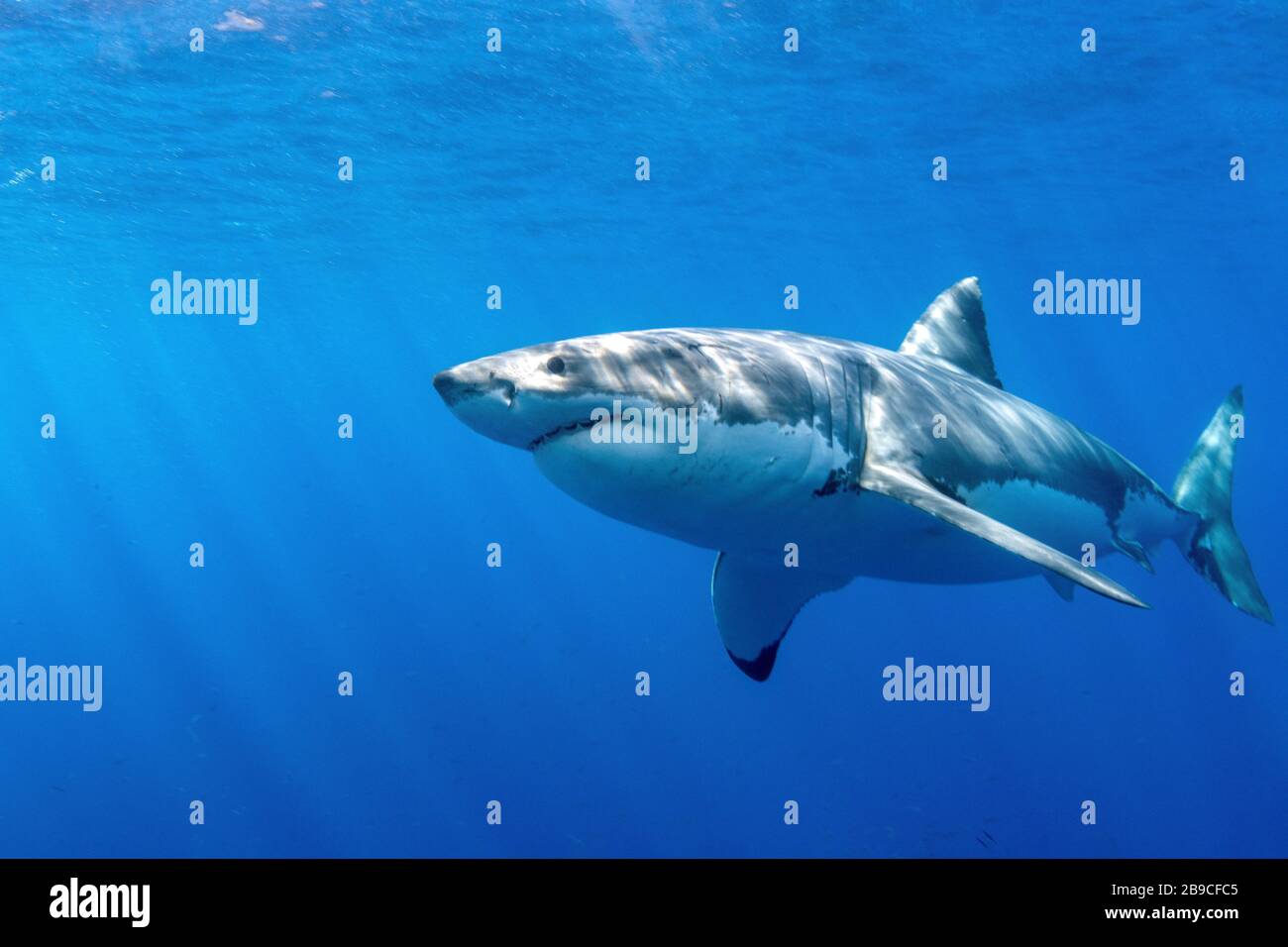Great white shark side view hi-res stock photography and images - Alamy